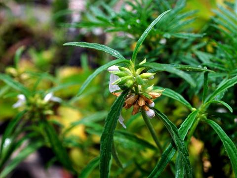 Search:Thumbapoo,Thumba Poo